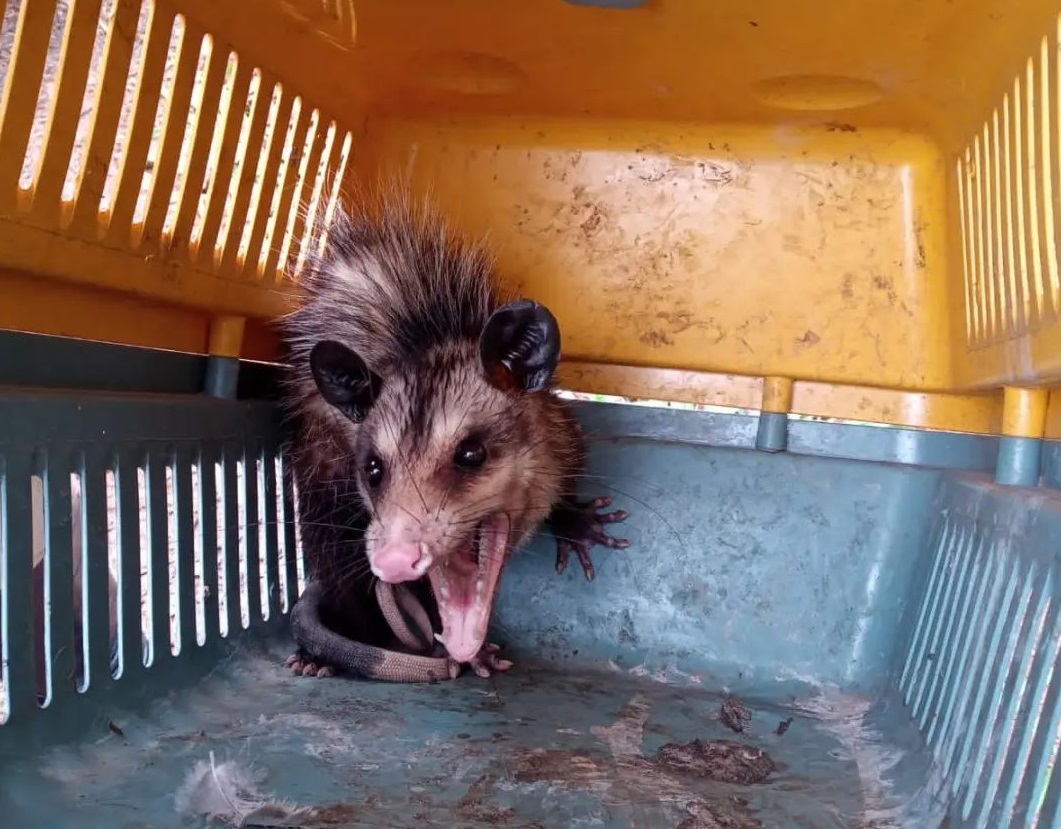 Defesa Civil resgata 3 gambás na mesma semana em Taubaté
